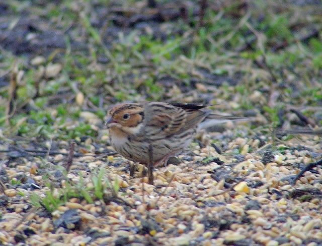 Review of the Week: 21st-27th January 2010 - BirdGuides