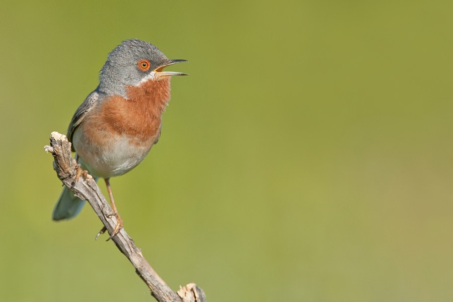 IOC accepts Subalpine Warbler split - BirdGuides IOC accepts Subalpine Warbler split - BirdGuides