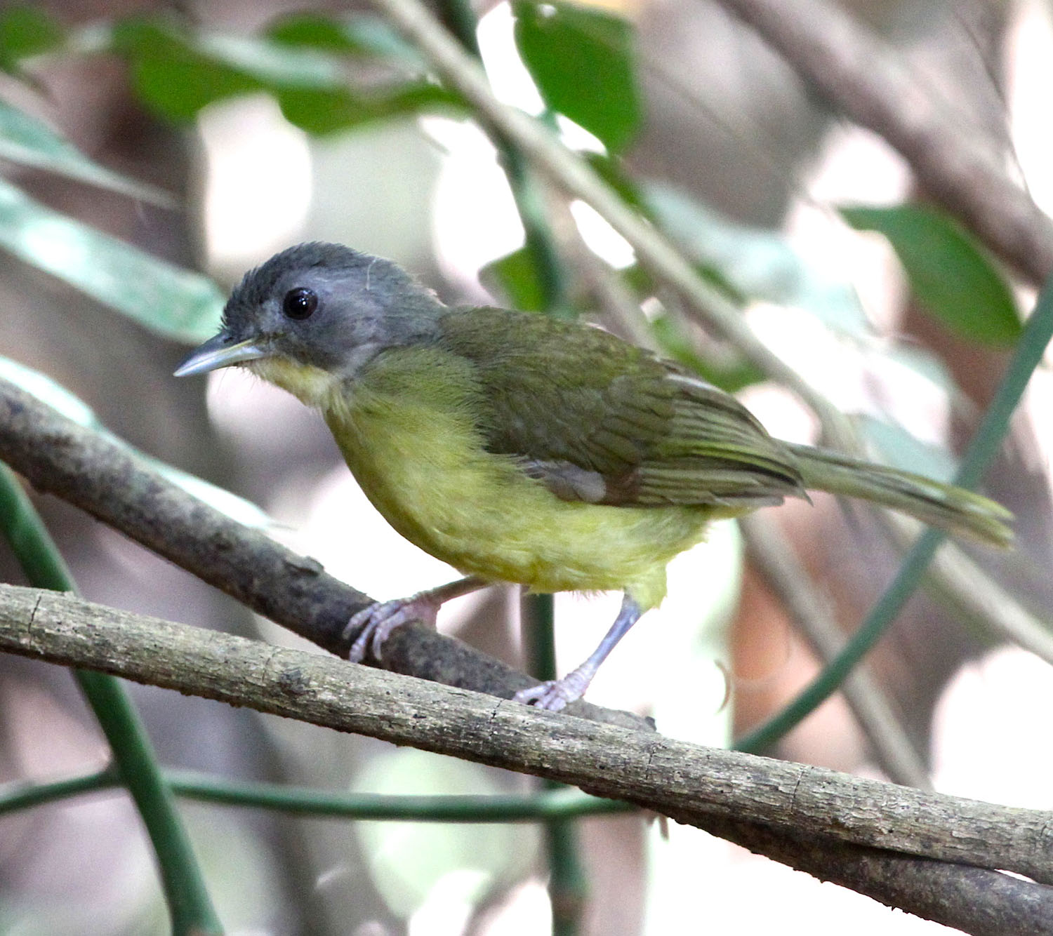 Details : Grey-headed Bristlebill - BirdGuides