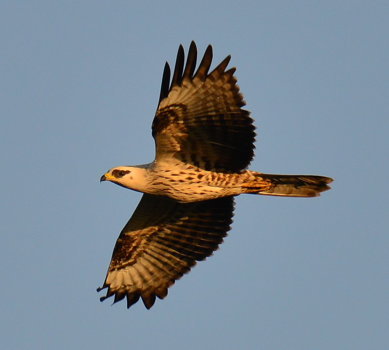 Details : European Honey Buzzard - BirdGuides