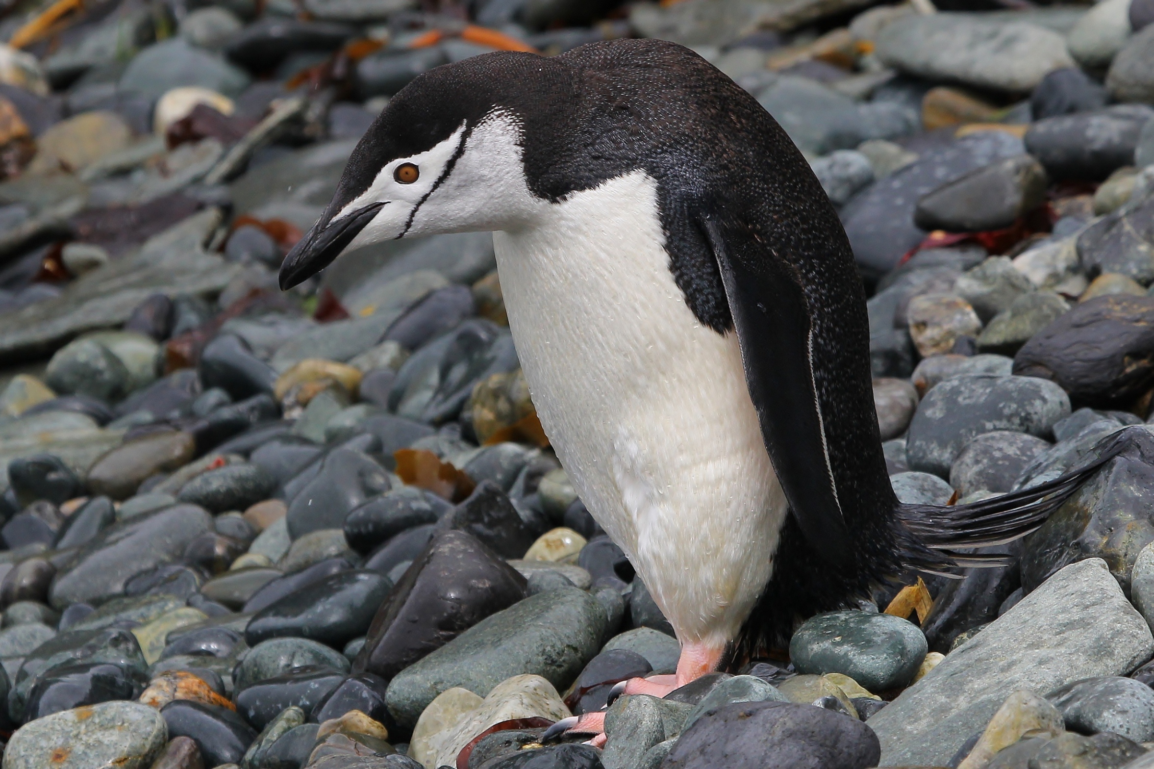 Details : Chinstrap Penguin - BirdGuides