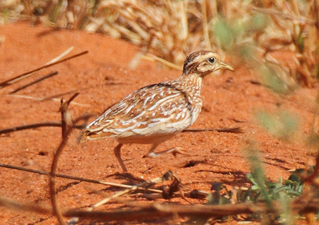 Details : Quail-plover - BirdGuides