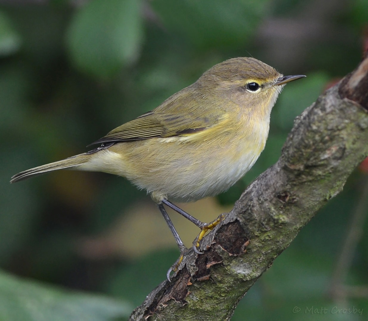 Common Chiffchaff by Matt Crosby - BirdGuides