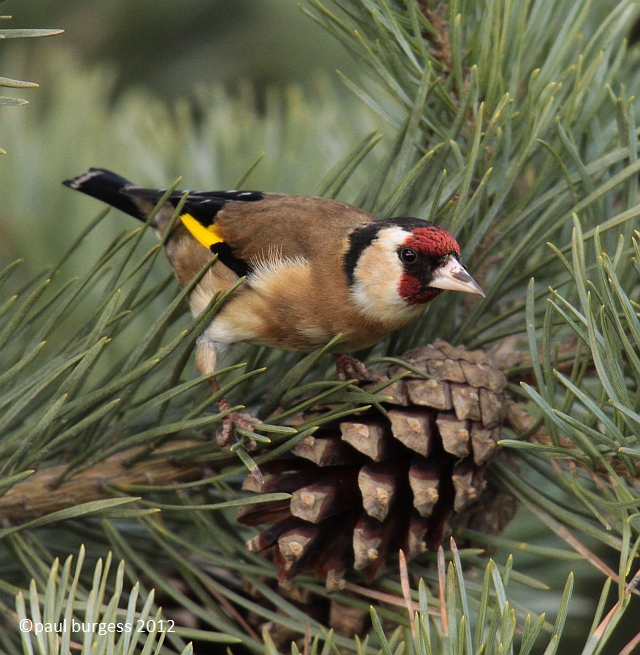 Goldfinch by Paul Burgess - BirdGuides
