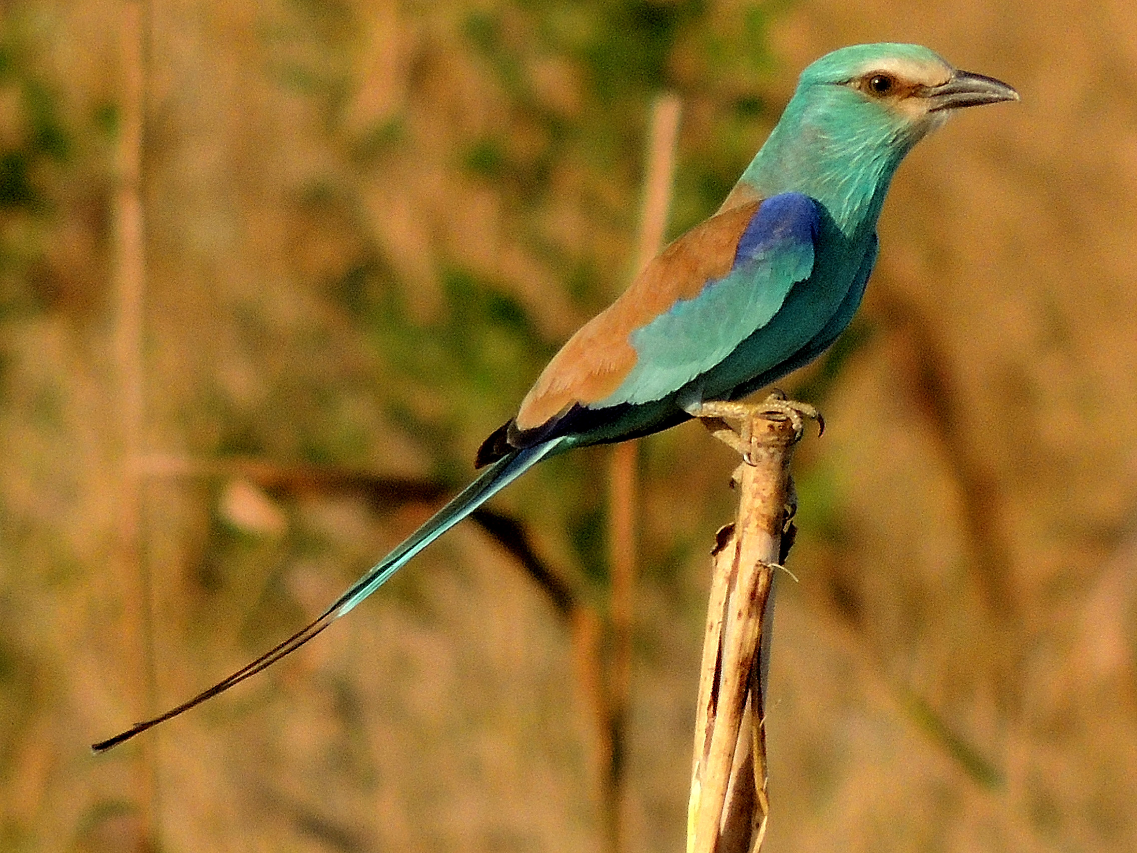 Details : Abyssinian Roller - BirdGuides