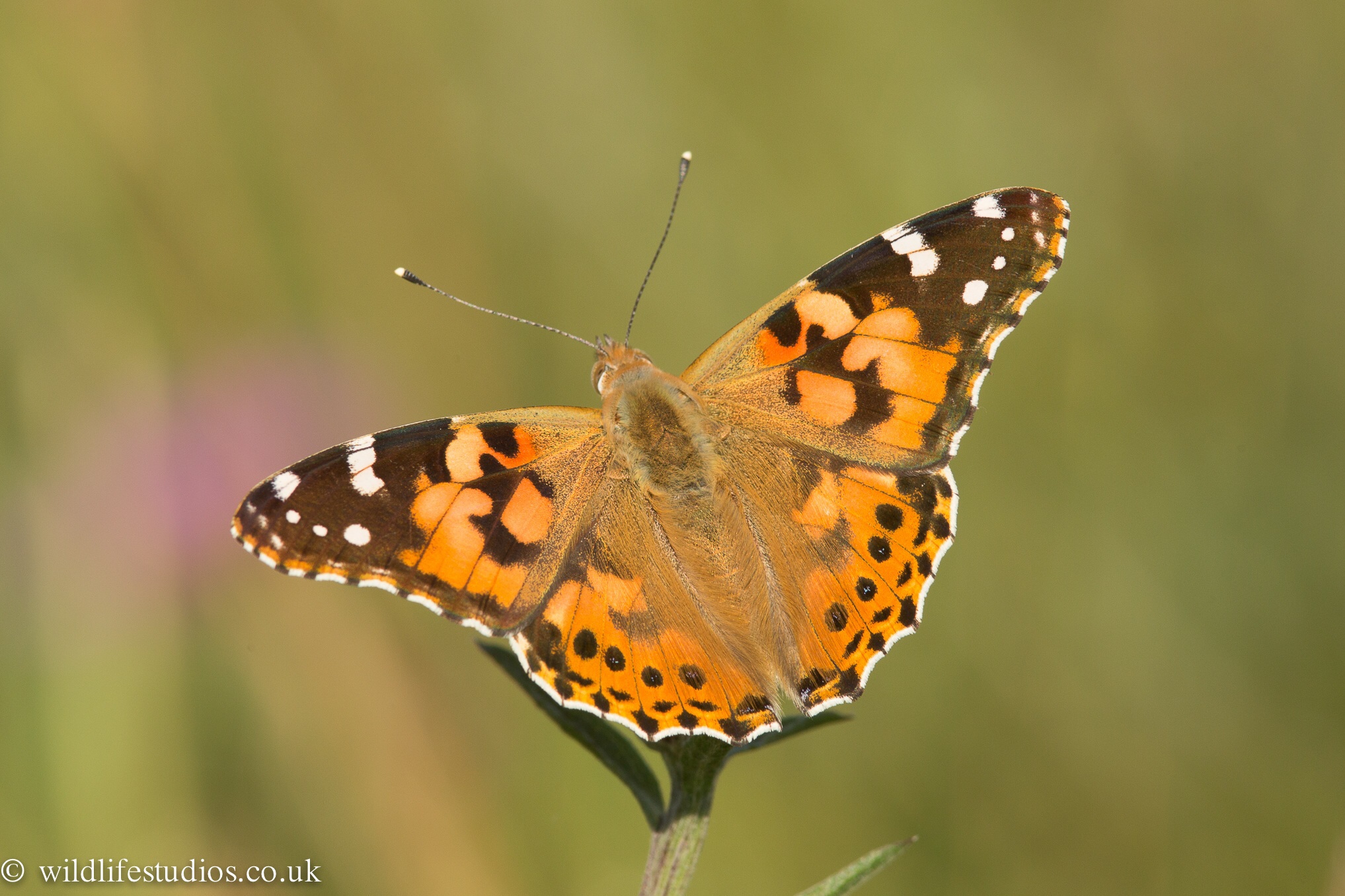 Painted Lady influx 'imminent' - BirdGuides