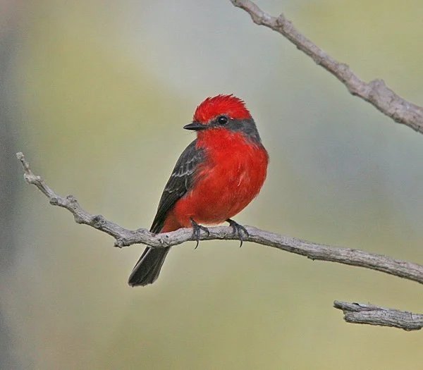 Details : Scarlet Flycatcher - BirdGuides