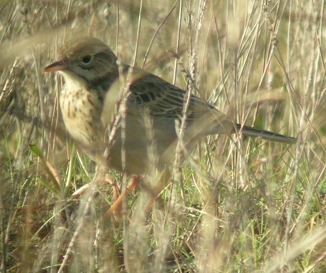 Details : Richard's Pipit - BirdGuides