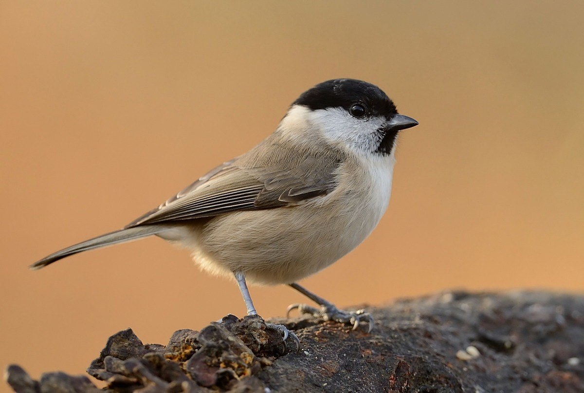 Details : Marsh Tit - BirdGuides