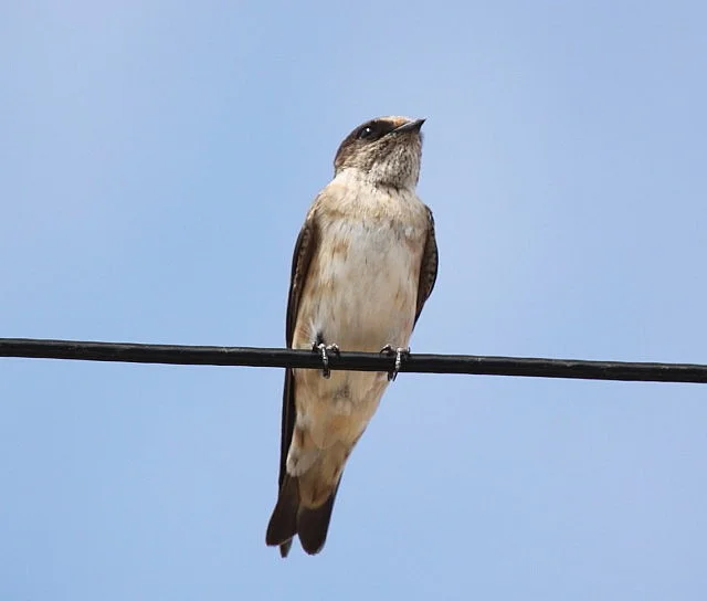 Details : Tree Martin - BirdGuides