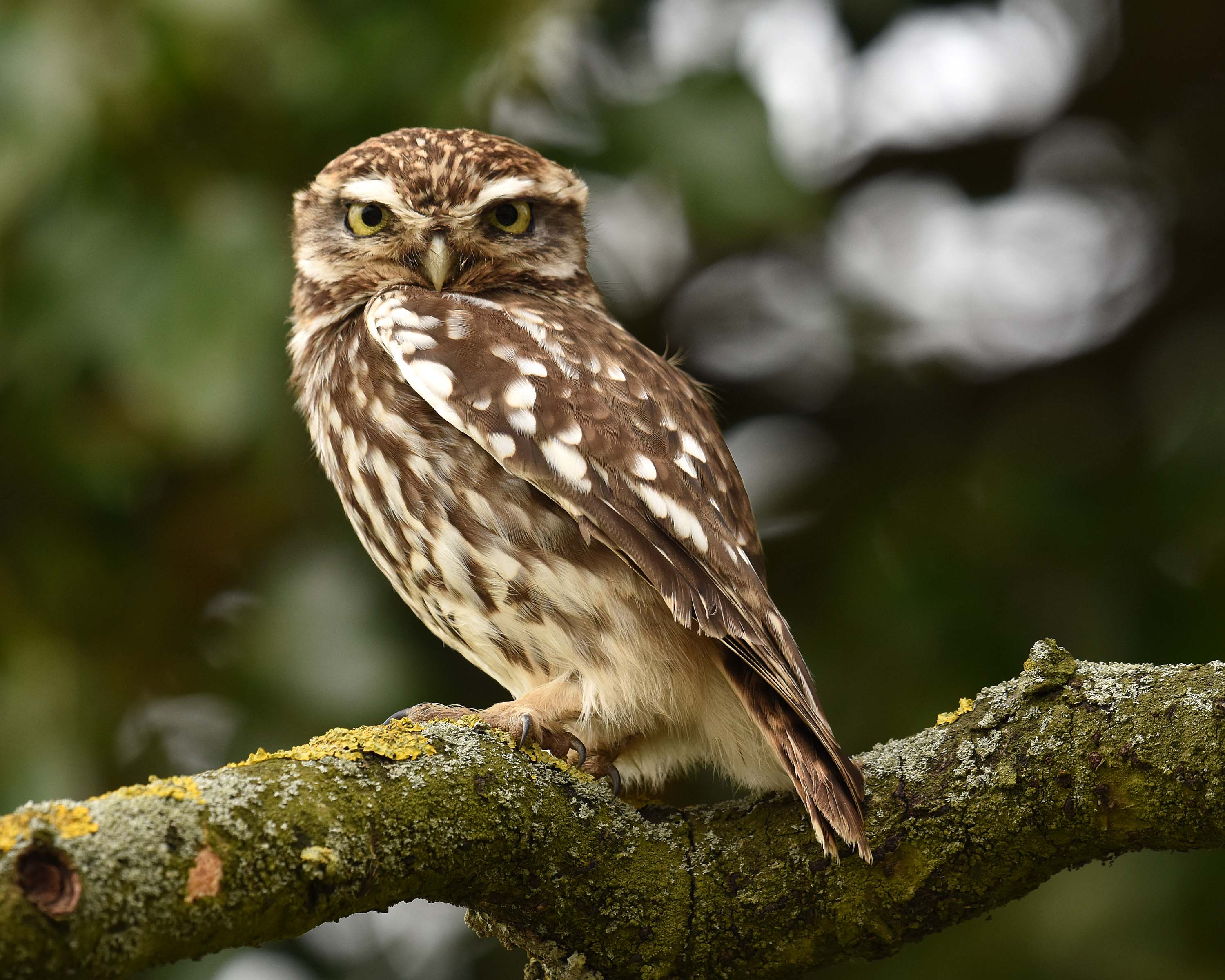 Details : Little Owl - BirdGuides