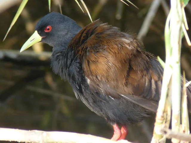 Details : Sakalava Rail - BirdGuides