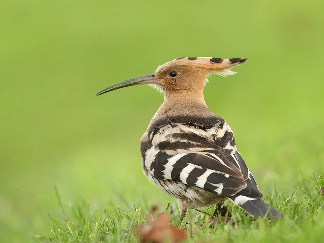 Details : Hoopoe - BirdGuides