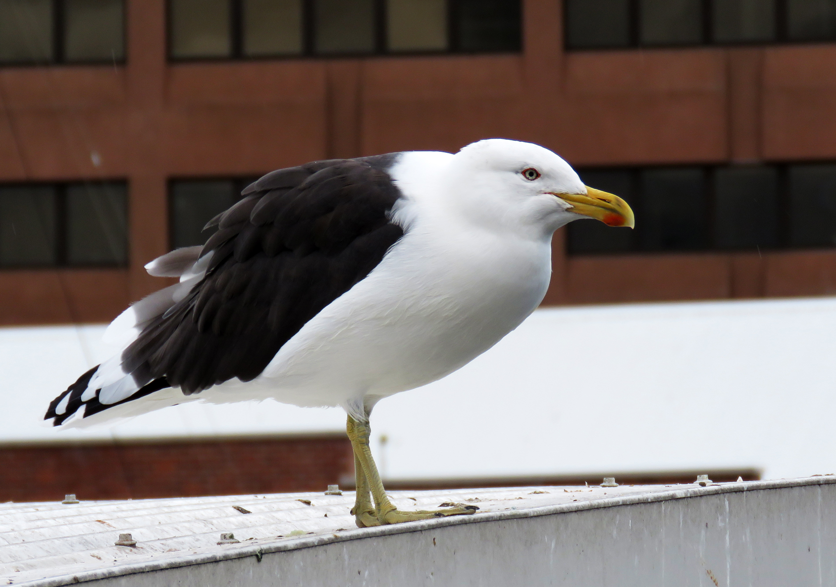 Details : Kelp Gull - BirdGuides