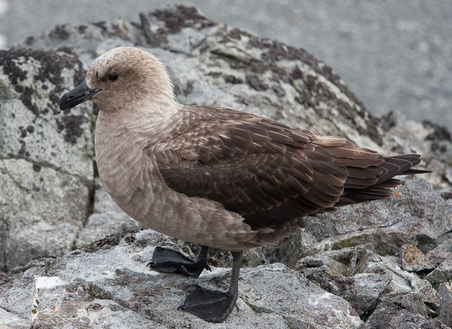 Details : South Polar Skua - BirdGuides
