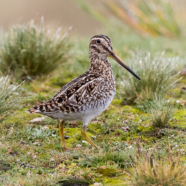 Details : Puna Snipe - BirdGuides