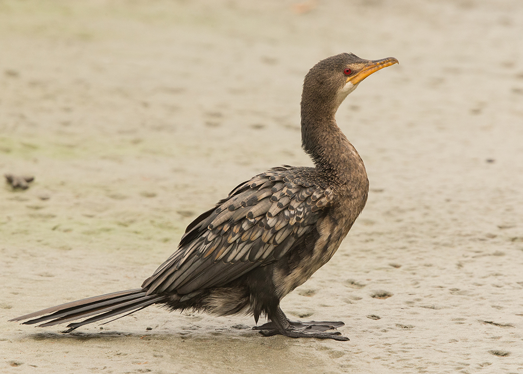Details : Reed Cormorant - BirdGuides