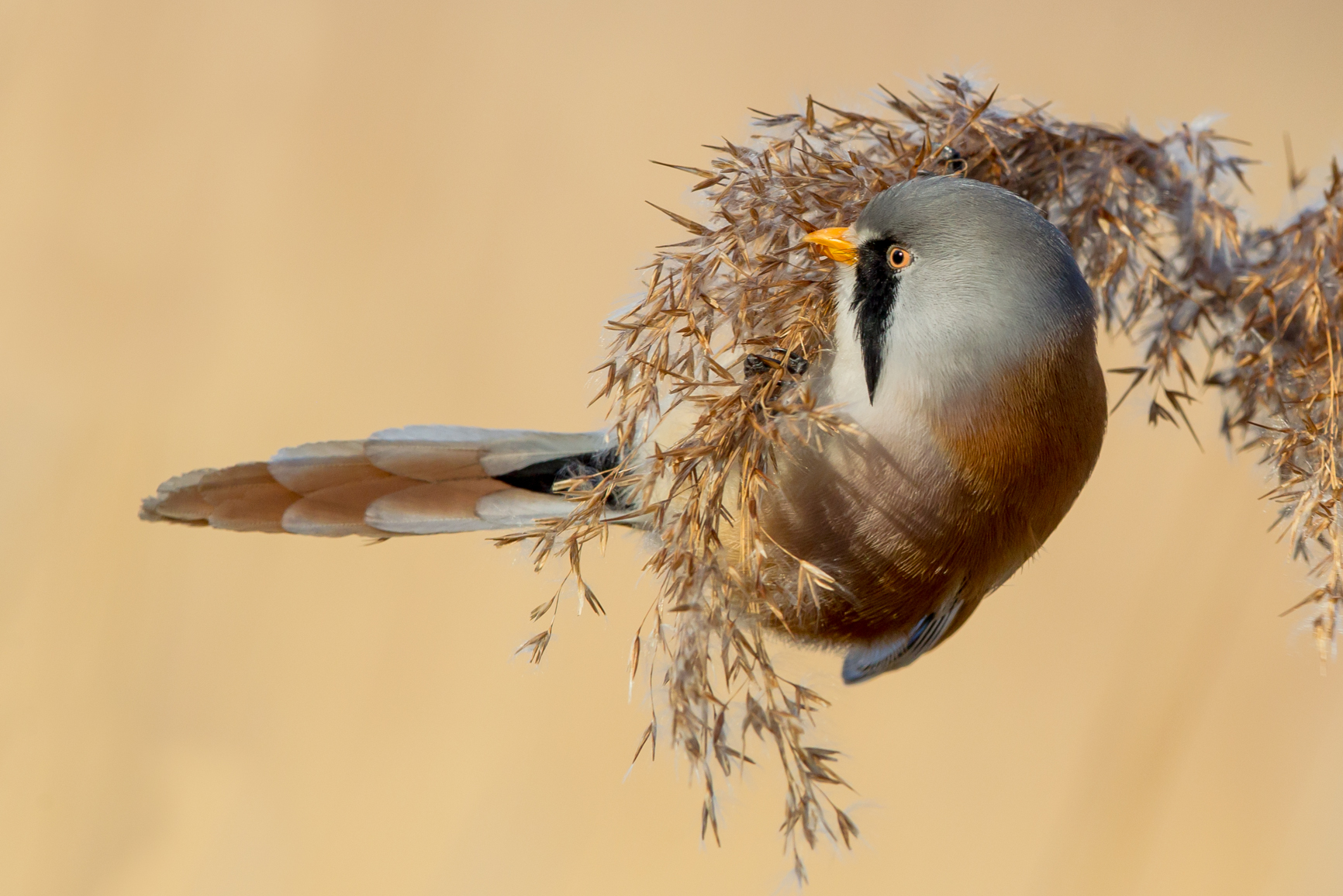Details : Bearded Tit - BirdGuides