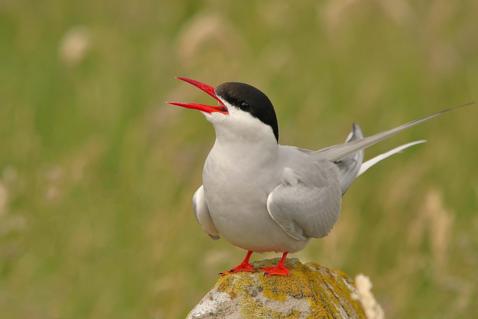 Arctic Tern by Mr Clive Daelman - BirdGuides