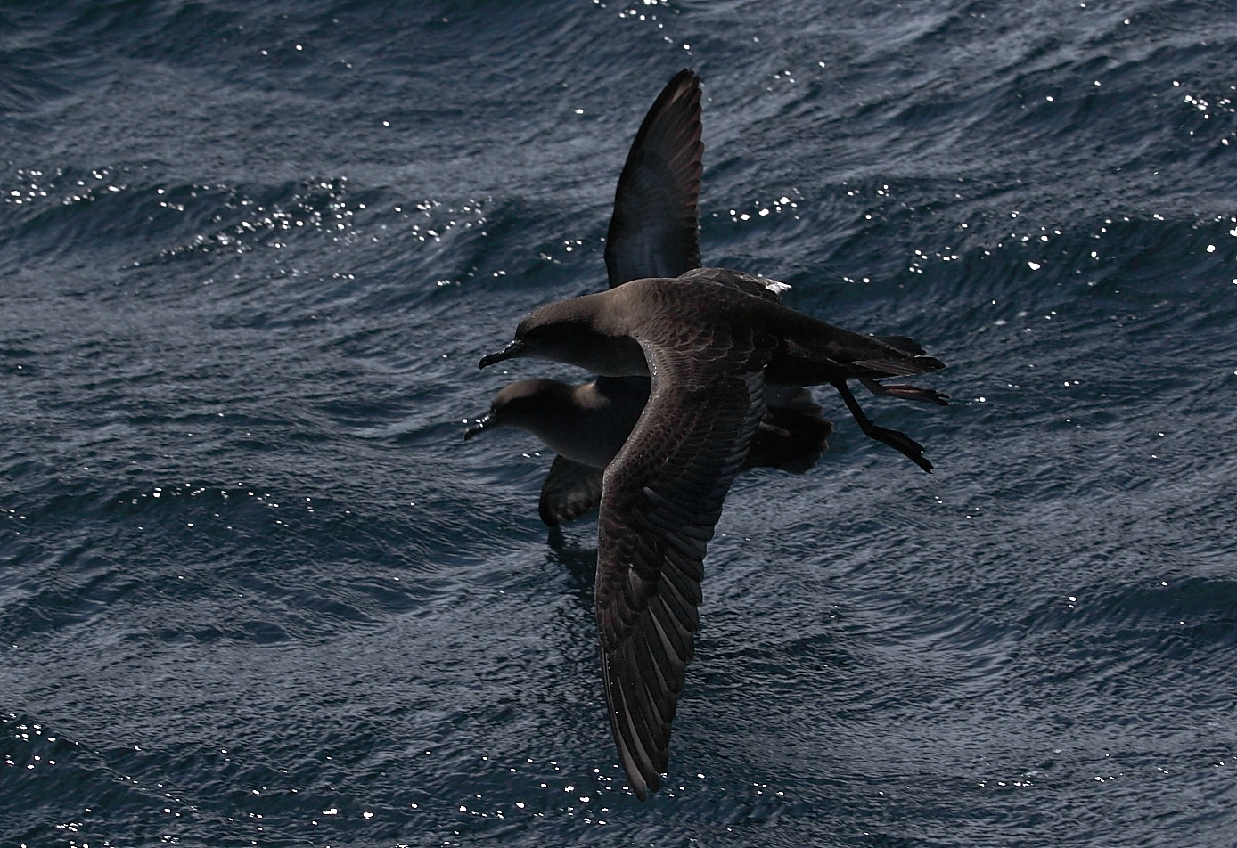 Details : Short-tailed Shearwater - BirdGuides