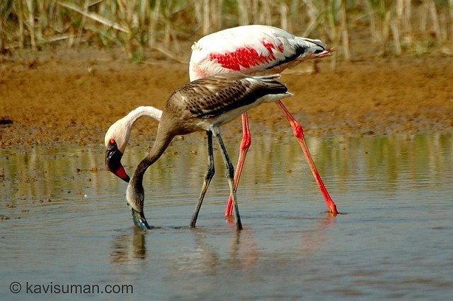 Details : Lesser Flamingo - BirdGuides