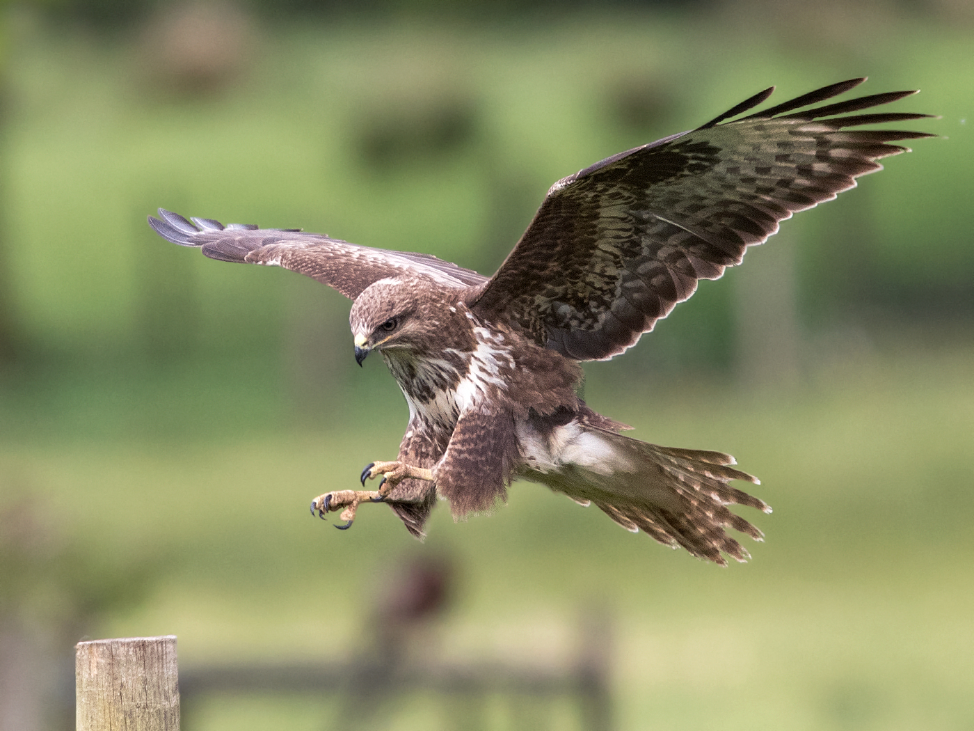 Details : Common Buzzard - BirdGuides