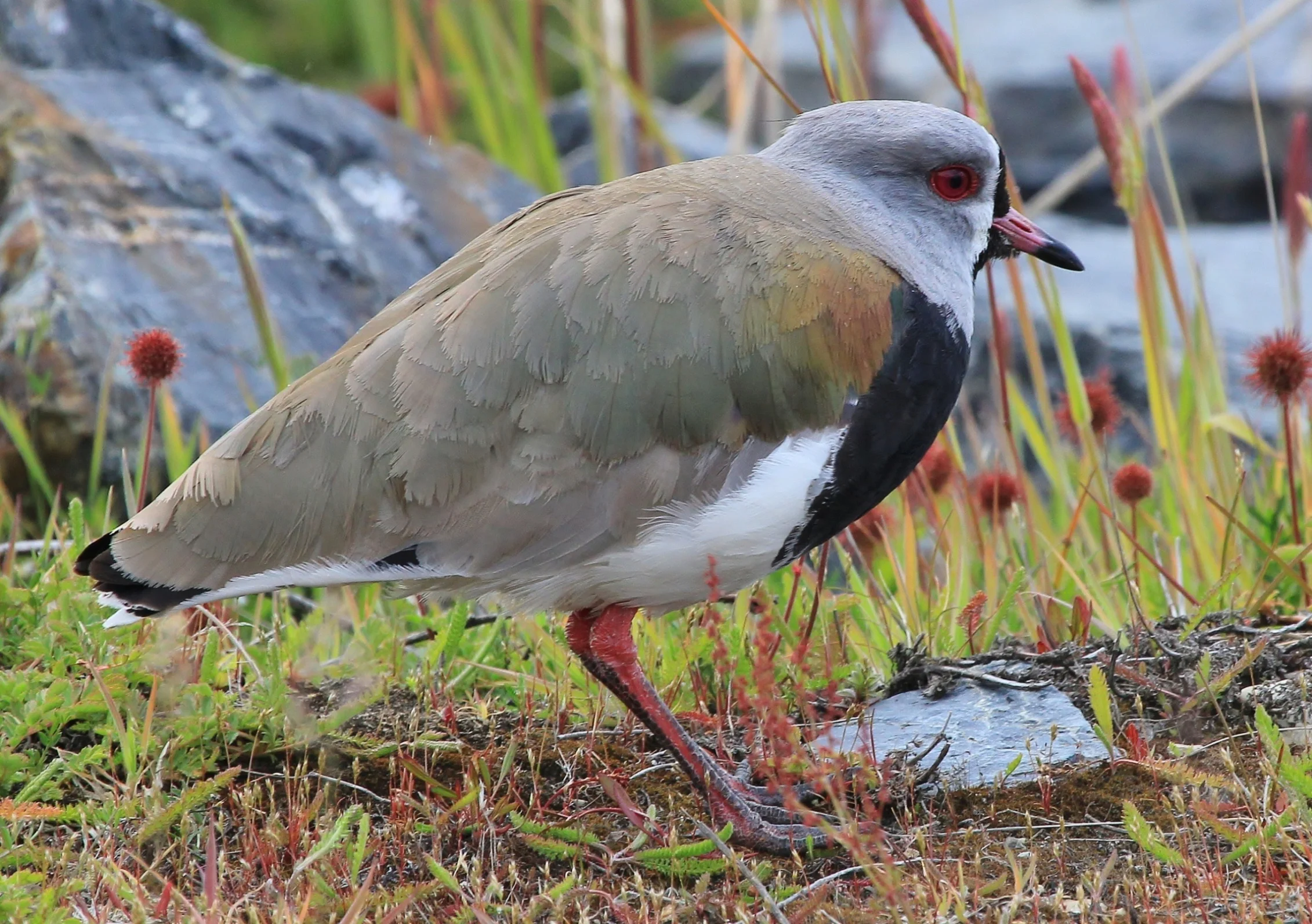 Details : Southern Lapwing - BirdGuides