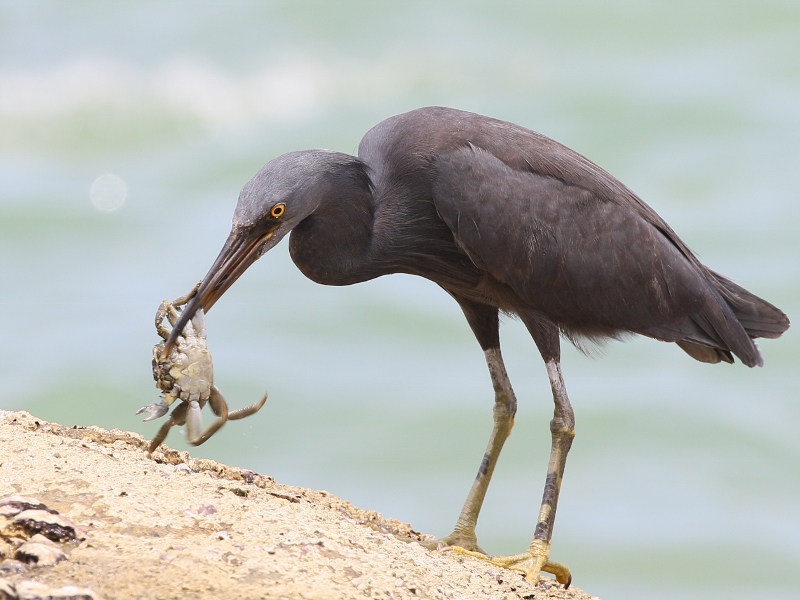 Details : Pacific Reef Heron - BirdGuides