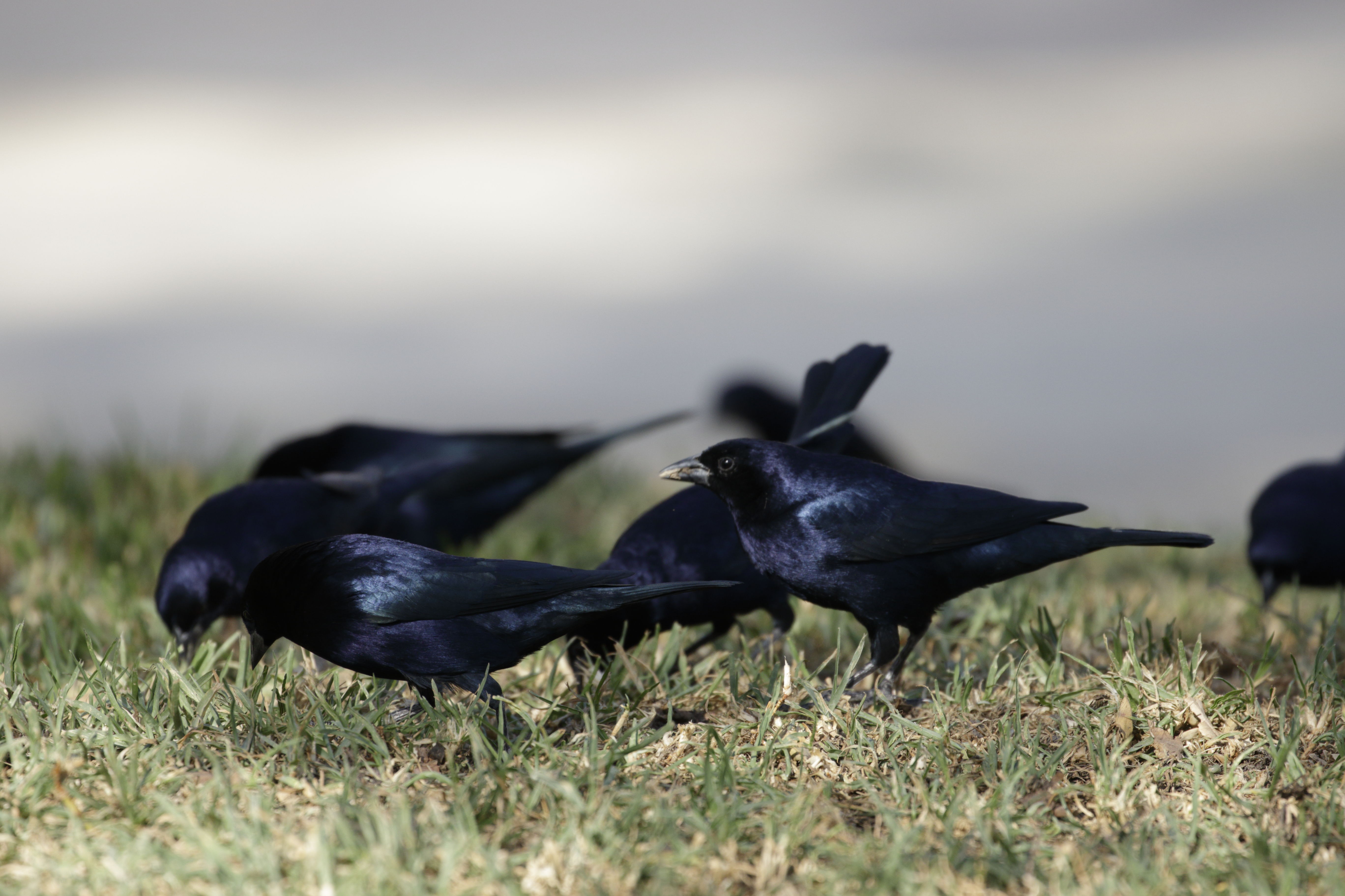 Details : Shiny Cowbird - BirdGuides
