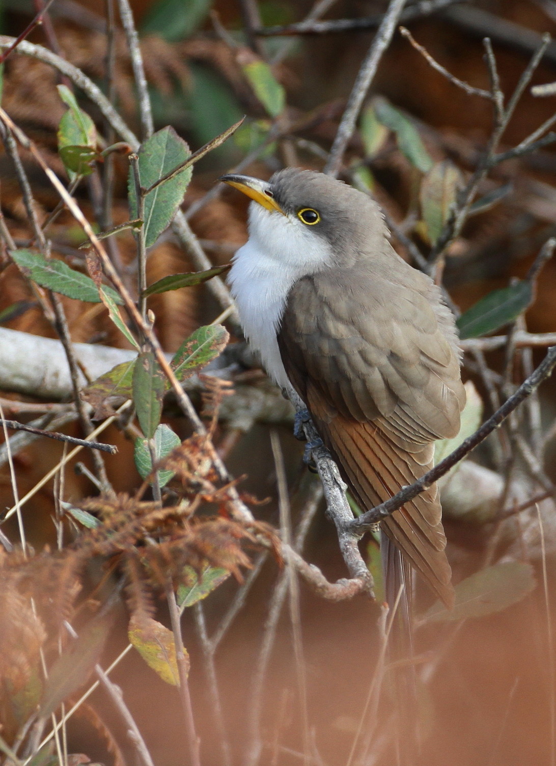 Details : Yellow-billed Cuckoo - BirdGuides