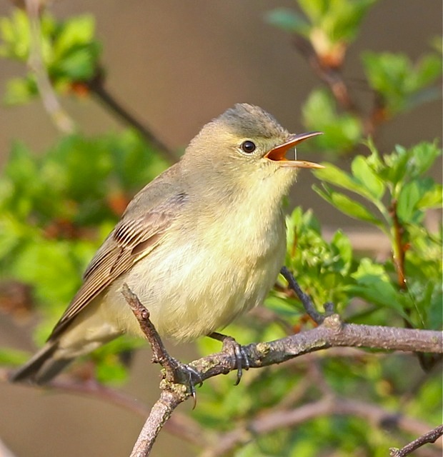 Details : Icterine Warbler - BirdGuides