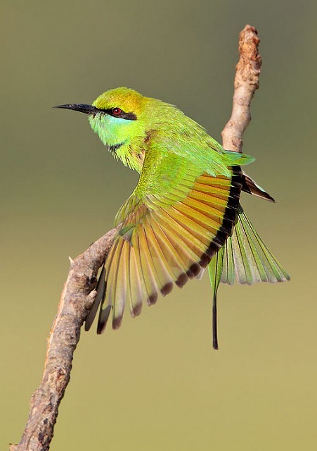 Details : Asian Green Bee-eater - BirdGuides