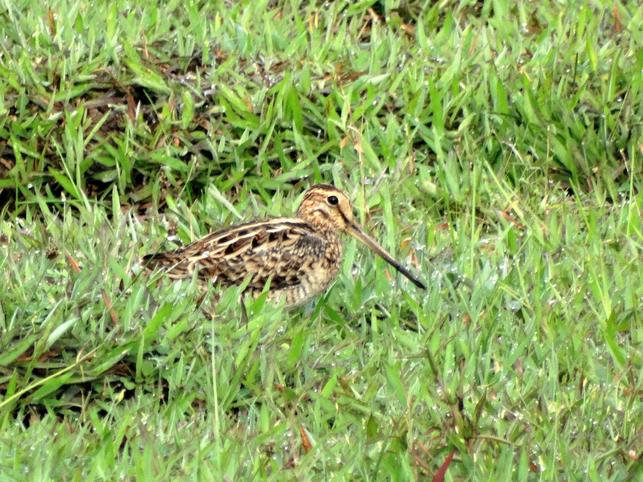 Details : Pin-tailed Snipe - BirdGuides