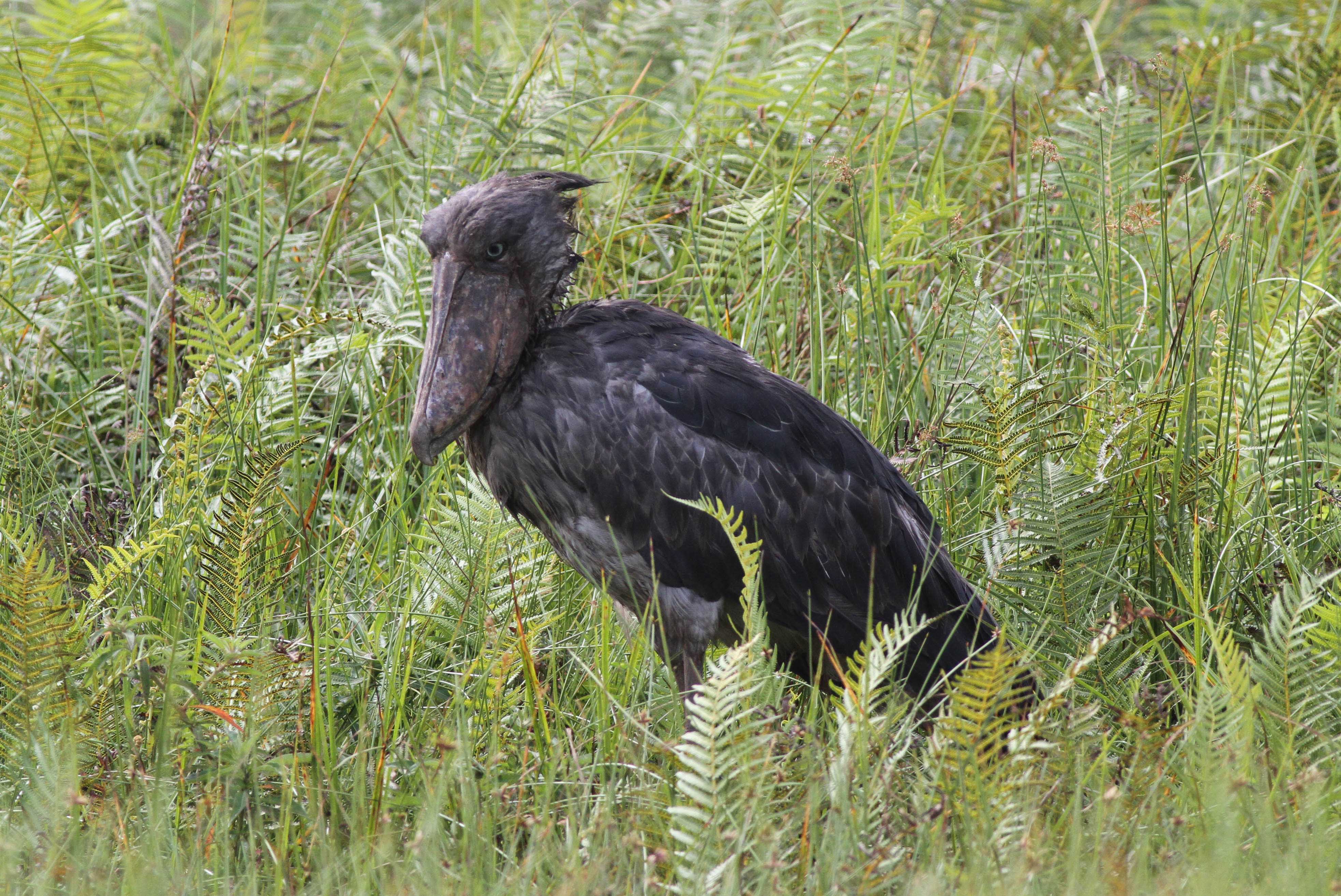 Details : Shoebill - BirdGuides