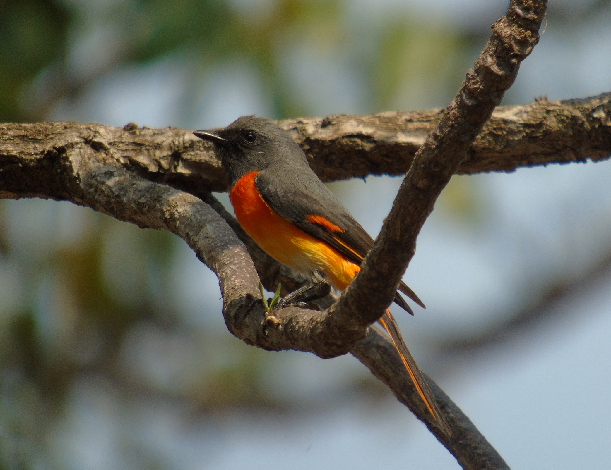 Details : Small Minivet - BirdGuides