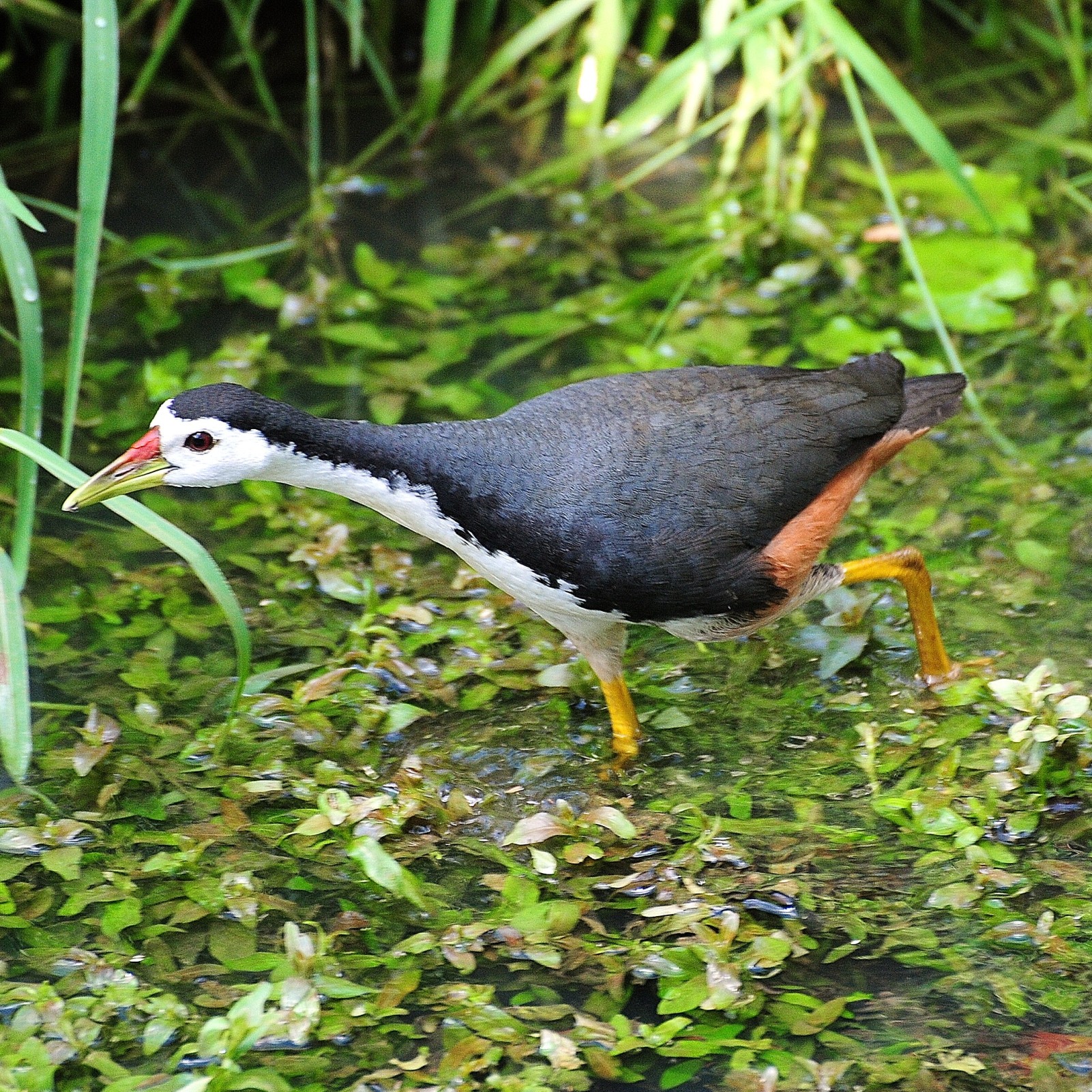 Details : White-breasted Waterhen - BirdGuides
