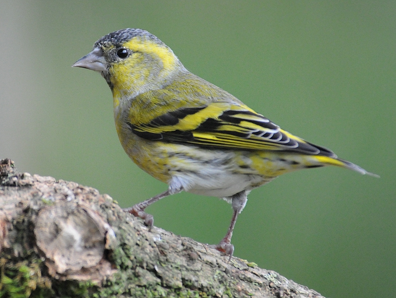 Details : Eurasian Siskin - BirdGuides