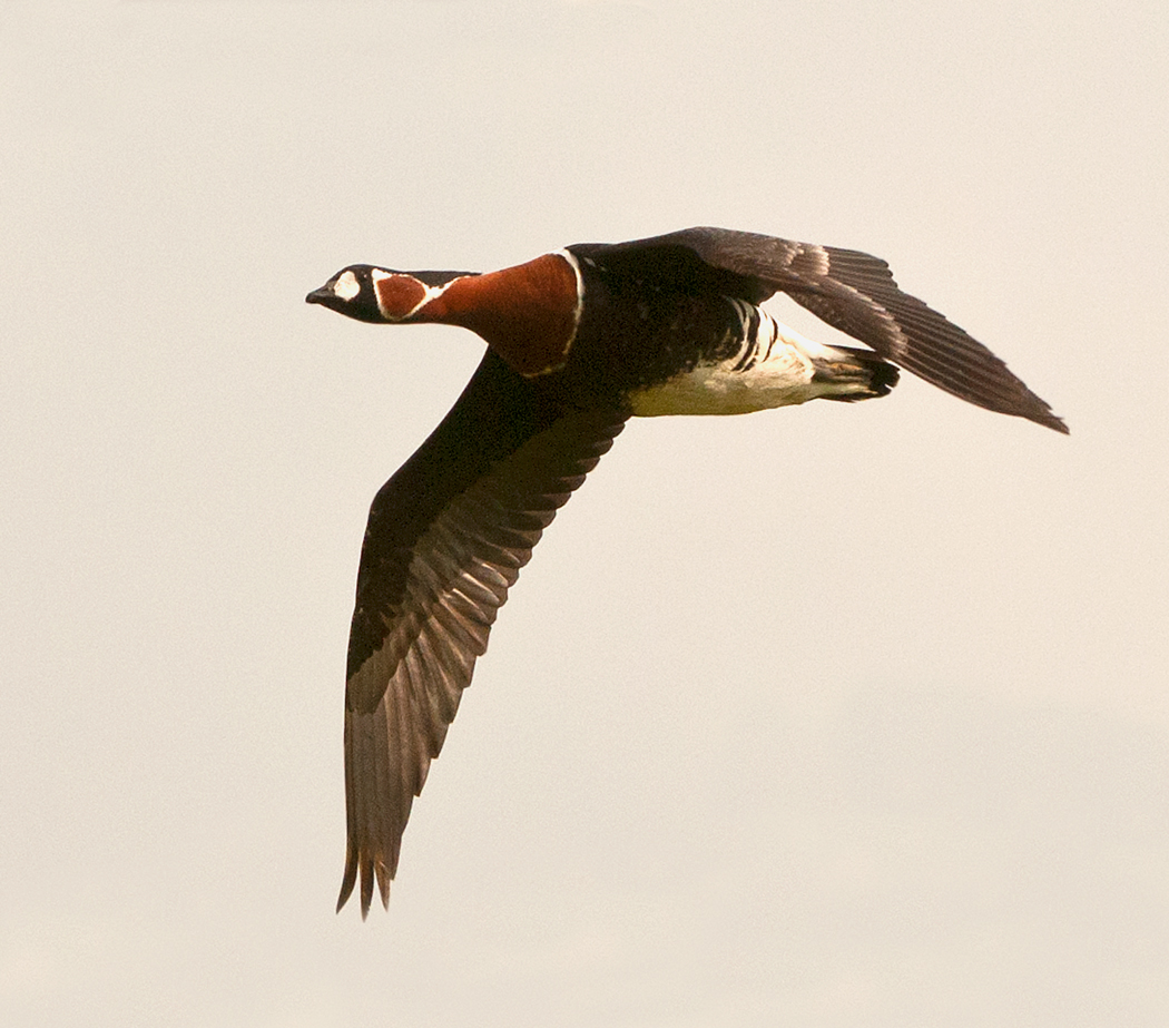 Details : Red-breasted Goose - BirdGuides