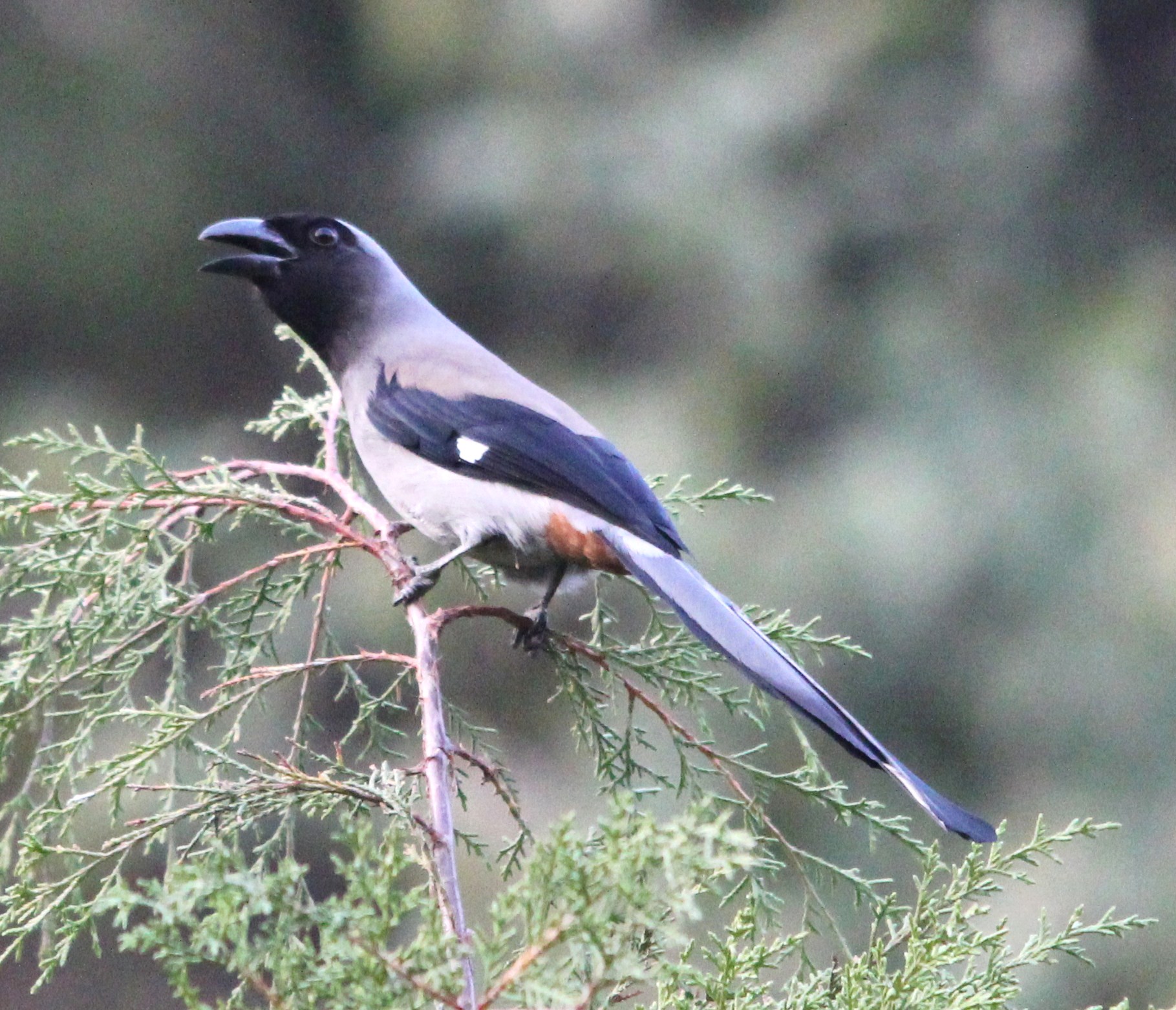Details : Grey Treepie - BirdGuides