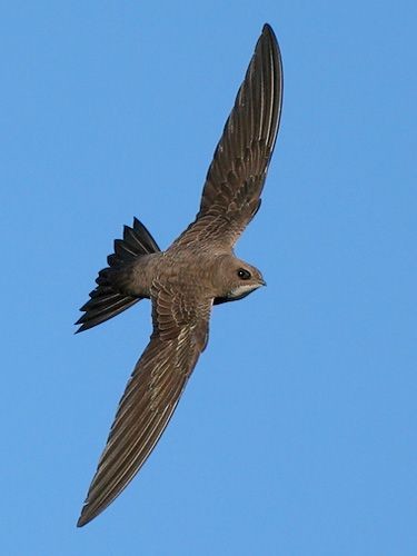 Details : Alpine Swift - BirdGuides
