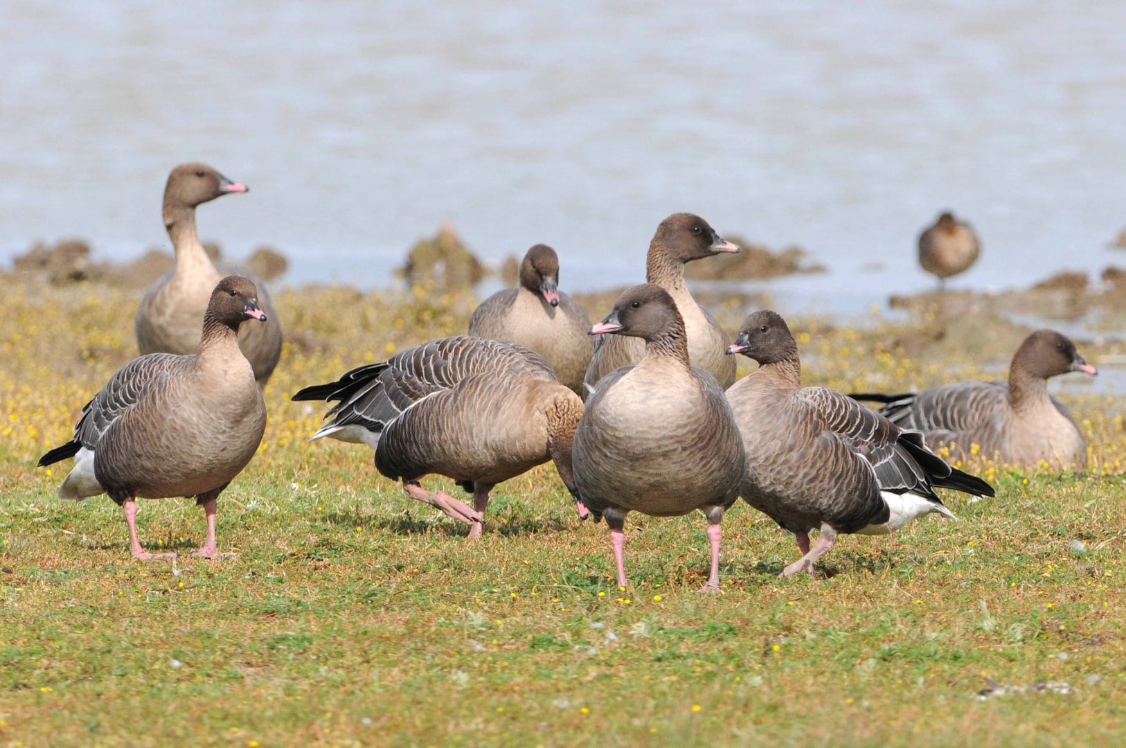 Pink-footed Goose by Nick Appleton - BirdGuides