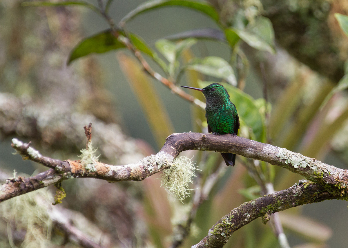 Details : Steely-vented Hummingbird - BirdGuides