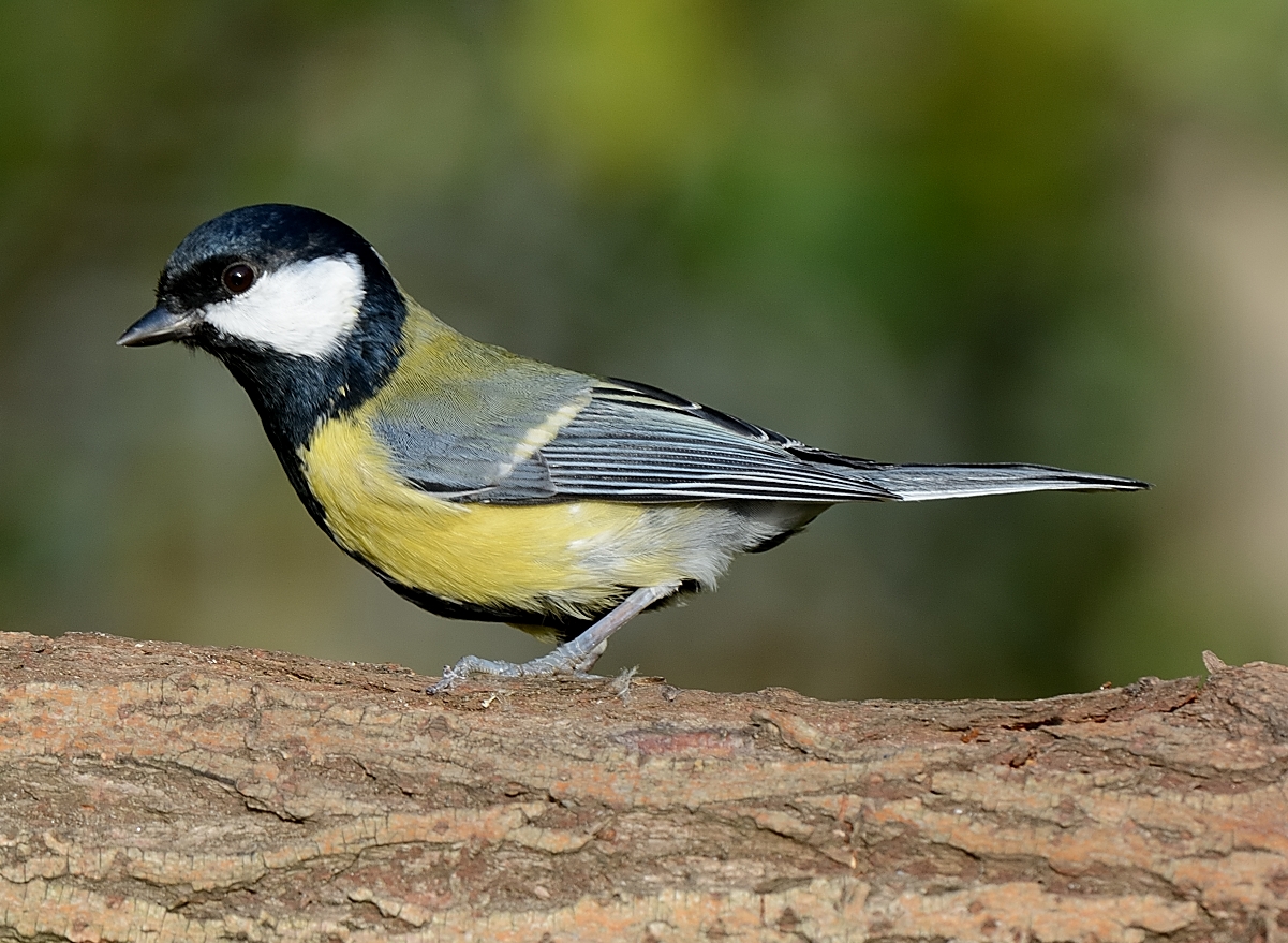 Divorce in birds is affected by their social group - BirdGuides