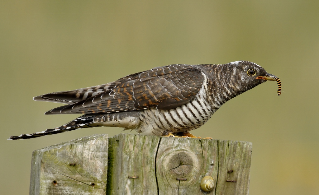Details : Common Cuckoo - BirdGuides