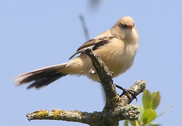 Details : Bearded Tit - BirdGuides