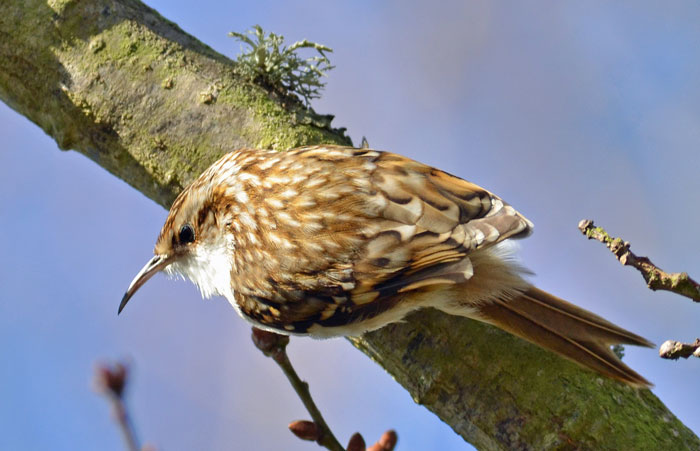 Eurasian Treecreeper by Debra Pickering - BirdGuides