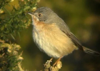 Details : Western Subalpine Warbler - BirdGuides
