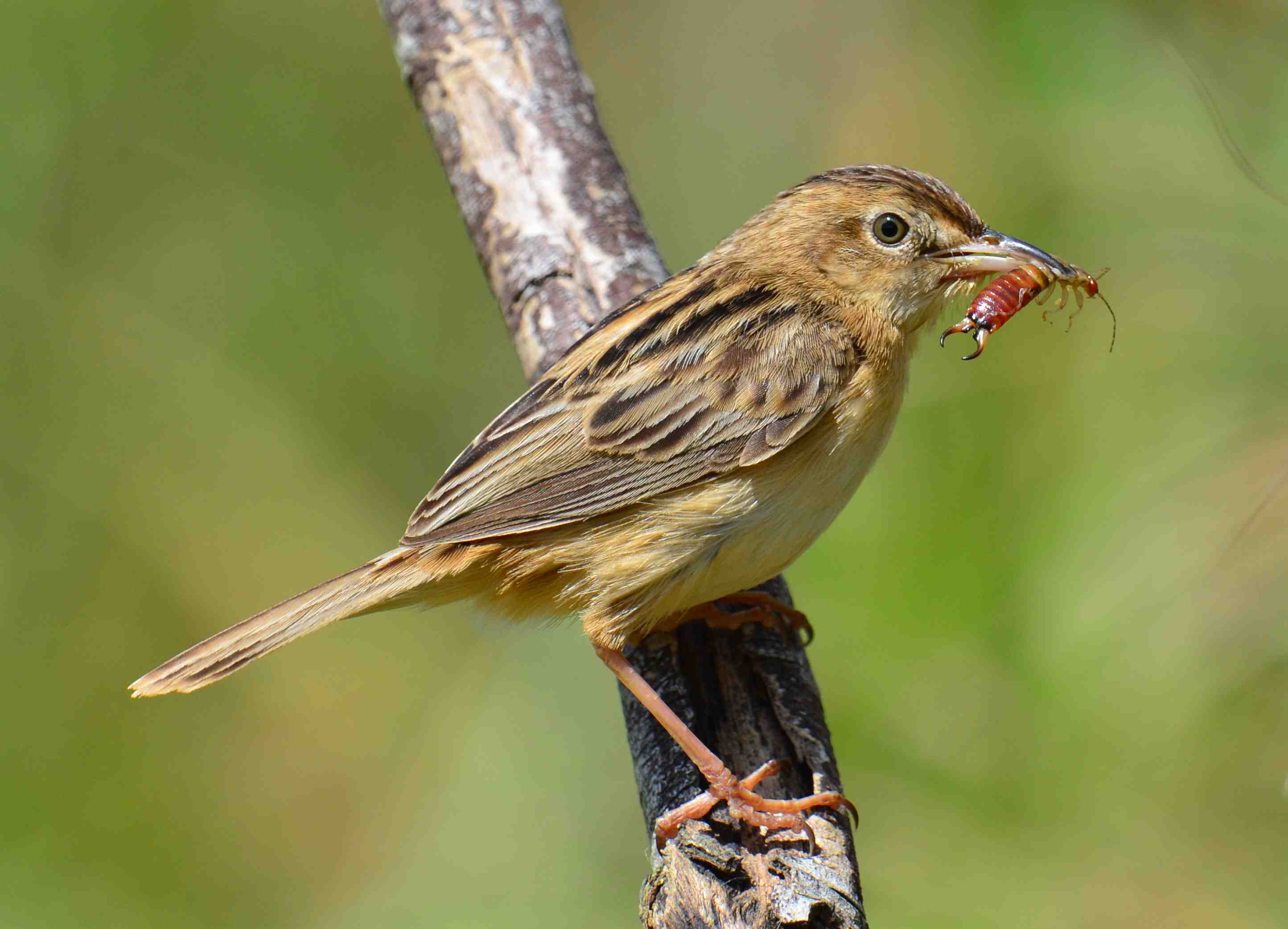 Details : Zitting Cisticola - BirdGuides