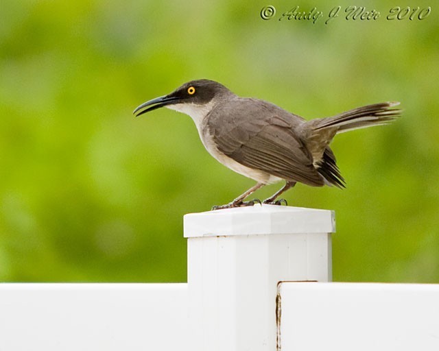Details : Grey Trembler - BirdGuides