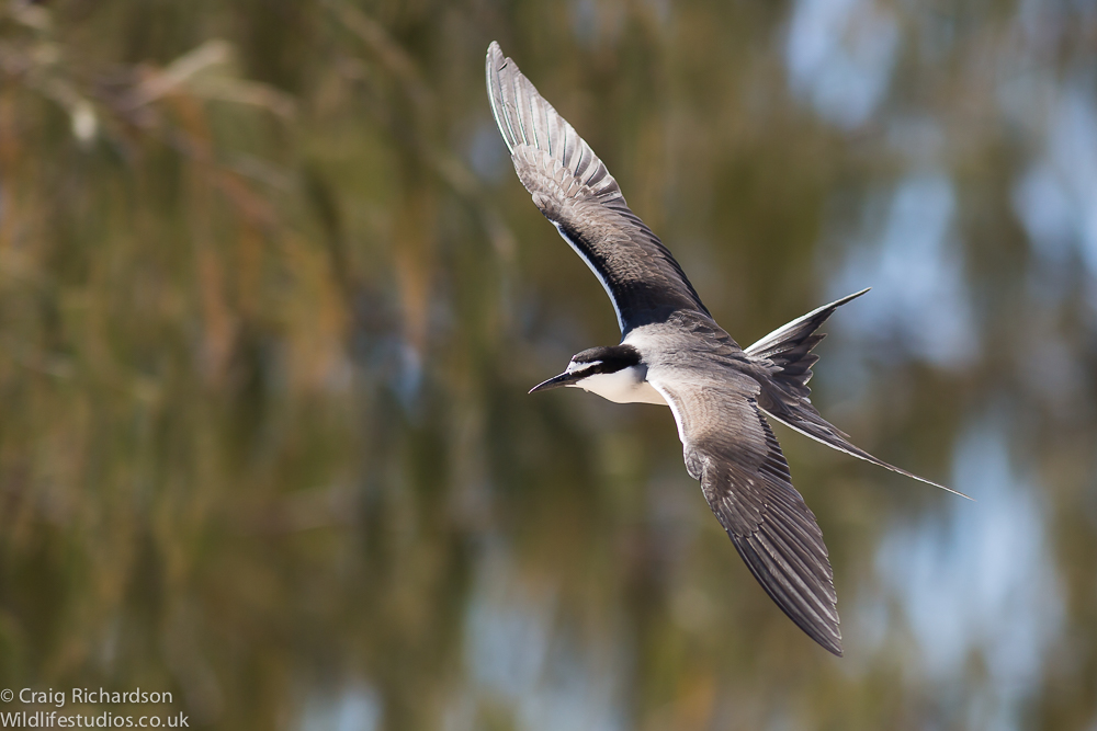 Details : Bridled Tern - BirdGuides